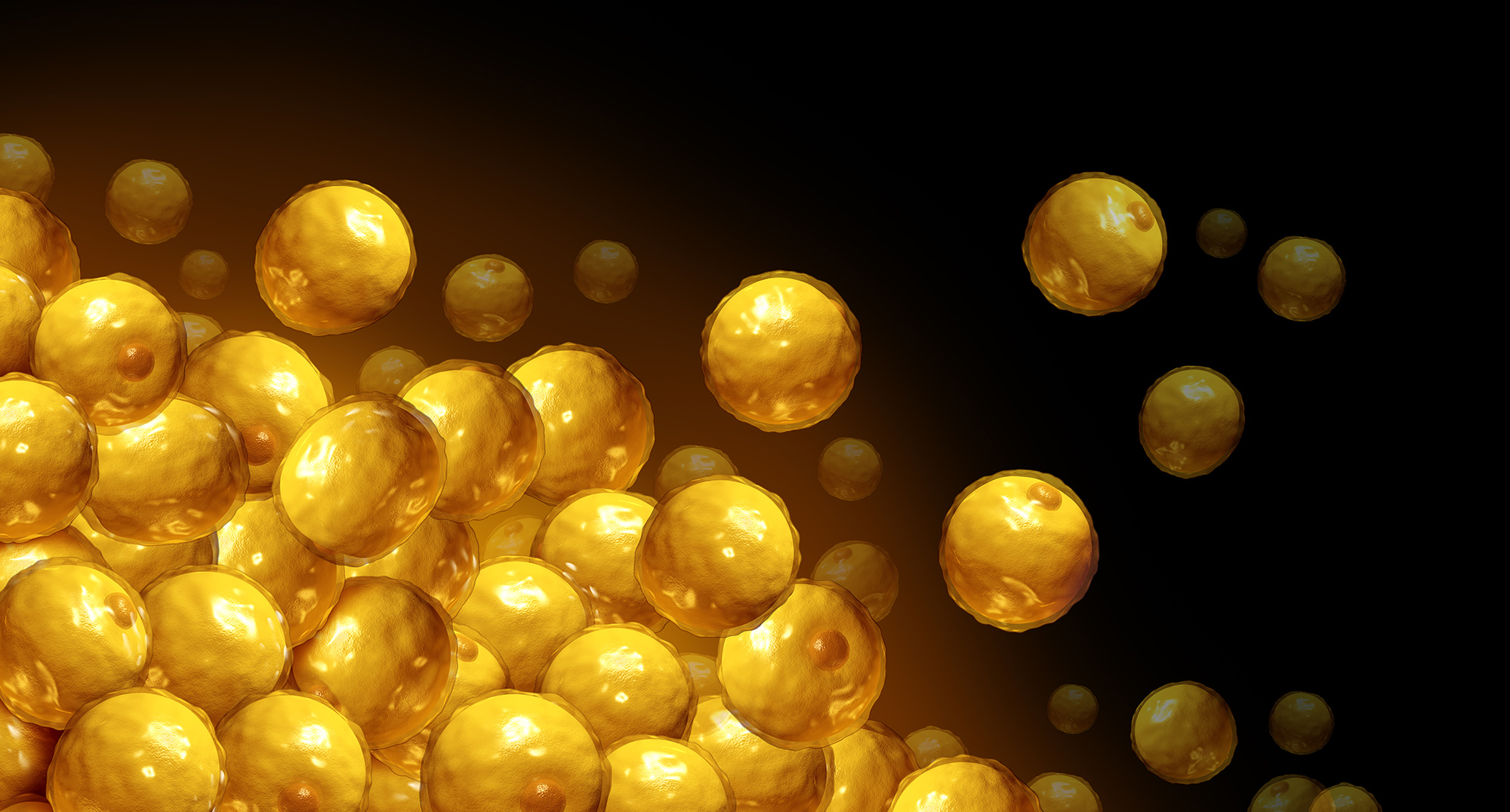 What Are Fat Cells? | Leading Cosmetic Surgery Clinic UK